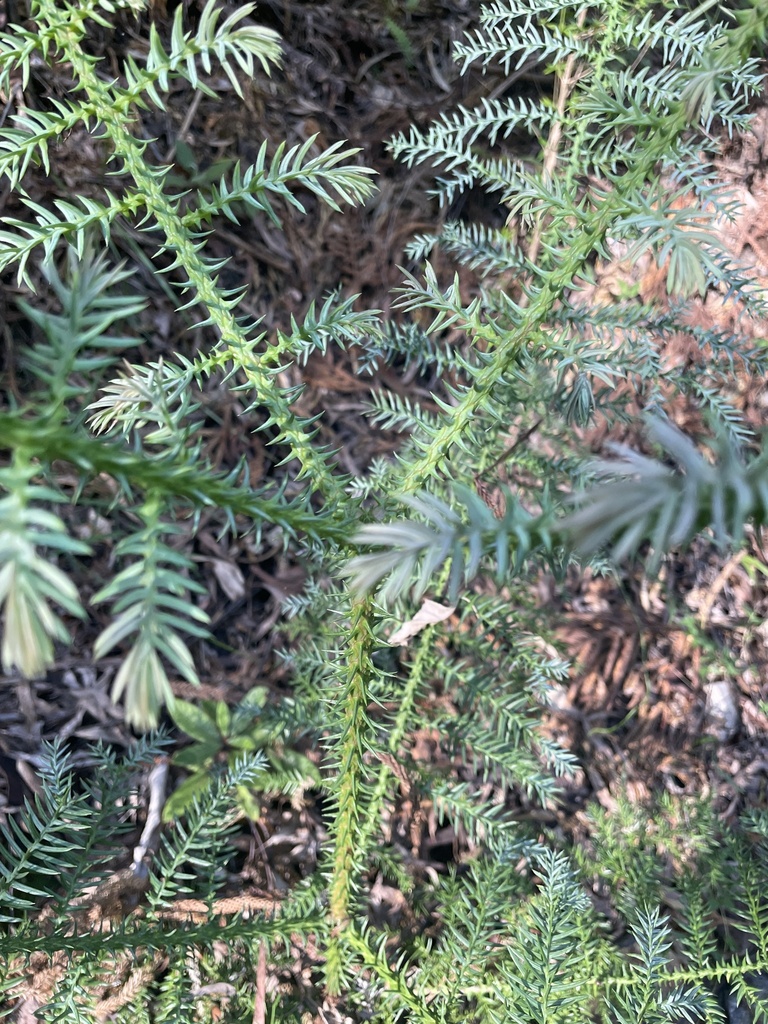 Hoop pine from Tondoon Botanic Gardens, Glen Eden, QLD, AU on May 19 ...