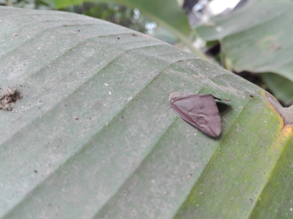 Winged and Once-winged Insects from 854W+58, Poomangalam, Kerala 680688 ...