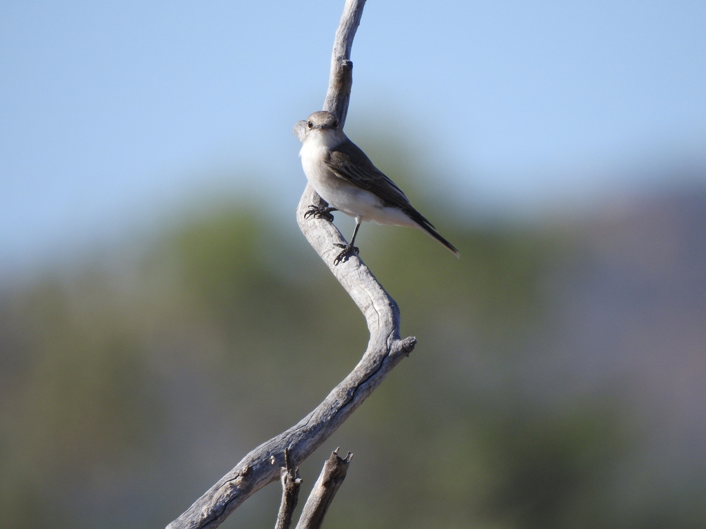 Jacky Winter from Corfield QLD 4733, Australia on May 3, 2024 at 09:24 ...