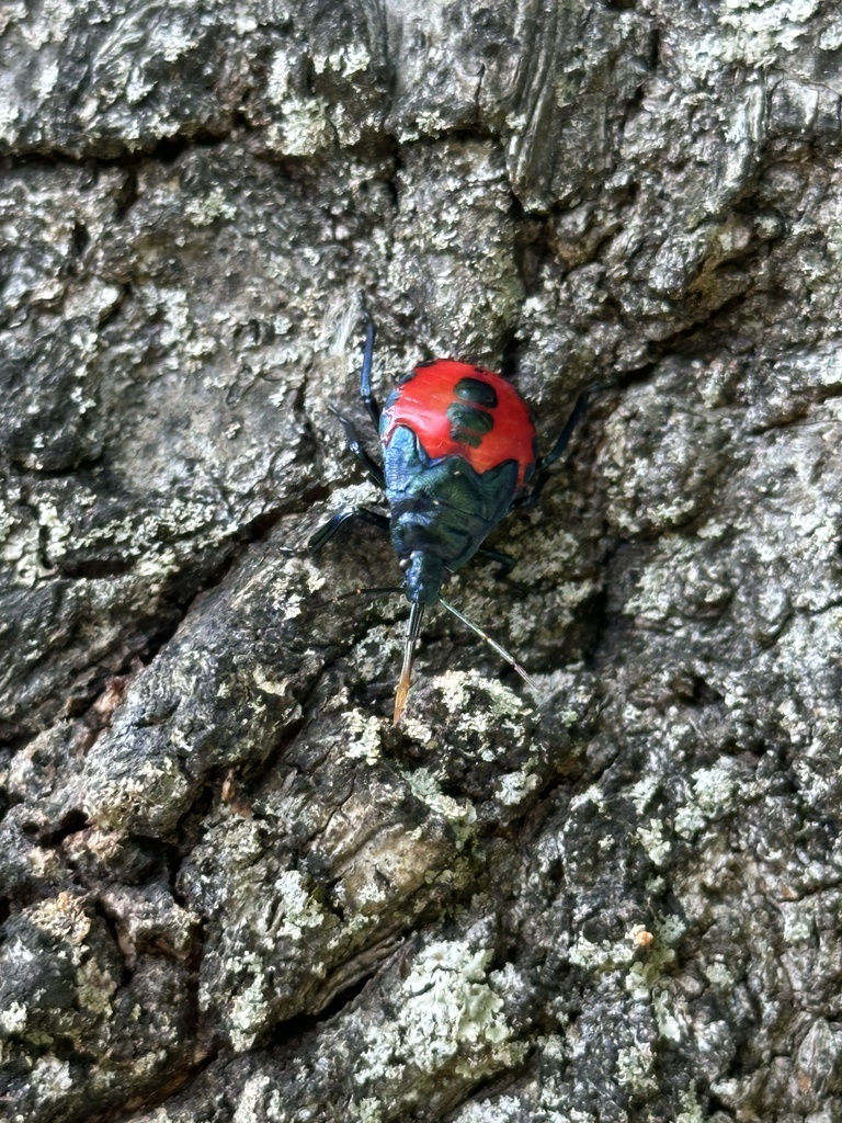 Florida Predatory Stink Bug in May 2024 by robertellis0585 · iNaturalist