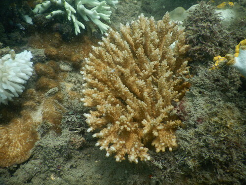 Acropora polystoma · iNaturalist