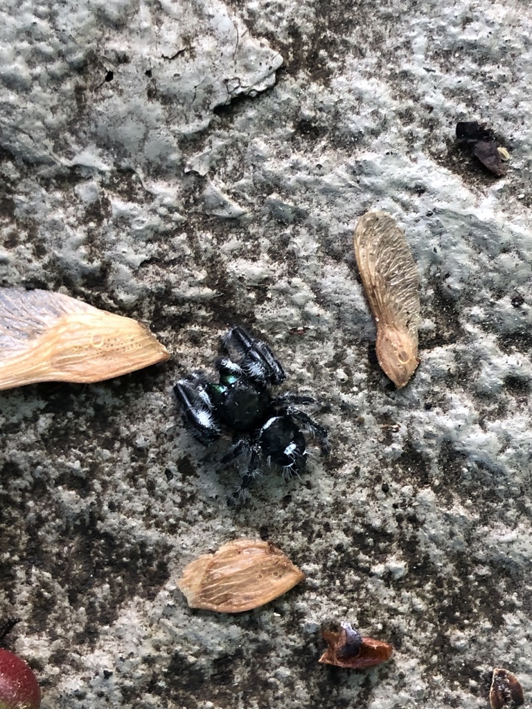Bold Jumping Spider from Fairview Ave, South Orange, NJ, US on May 11 ...