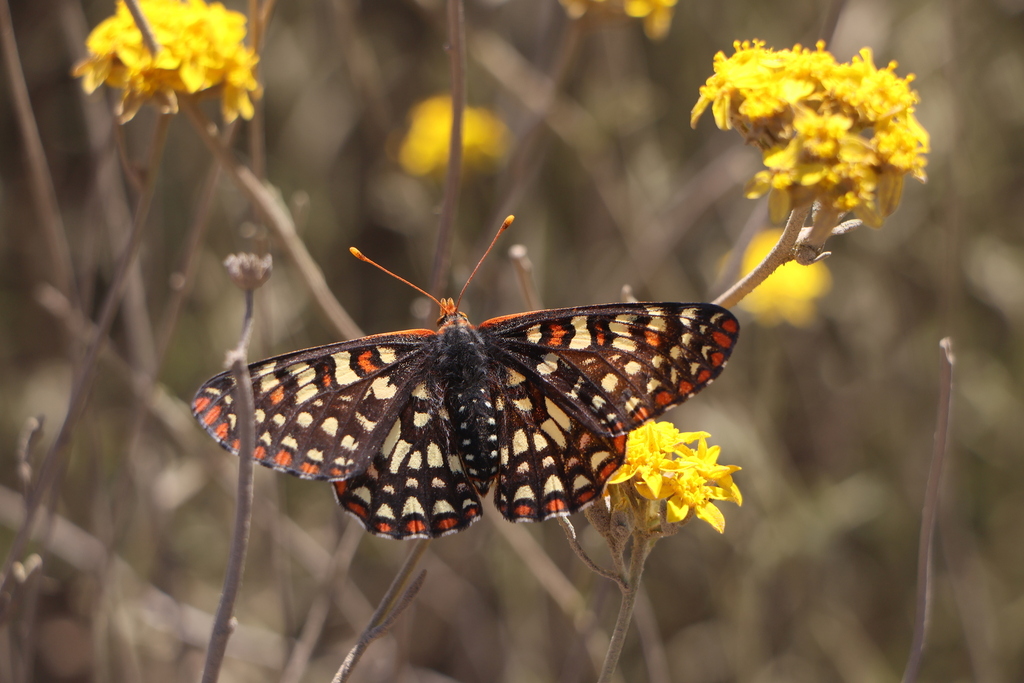 Variable Checkerspot from Orange County, CA, USA on May 18, 2024 at 09: ...