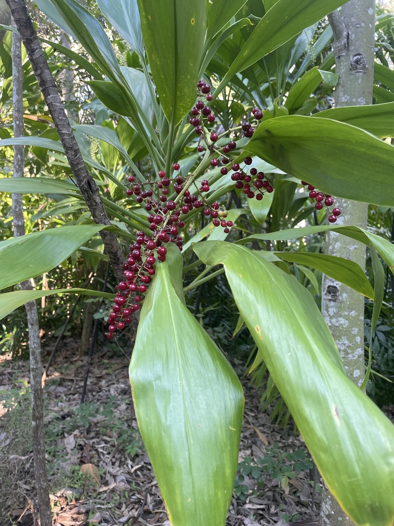 Giant palm-lily from Tondoon Botanic Gardens, Glen Eden, QLD, AU on May ...