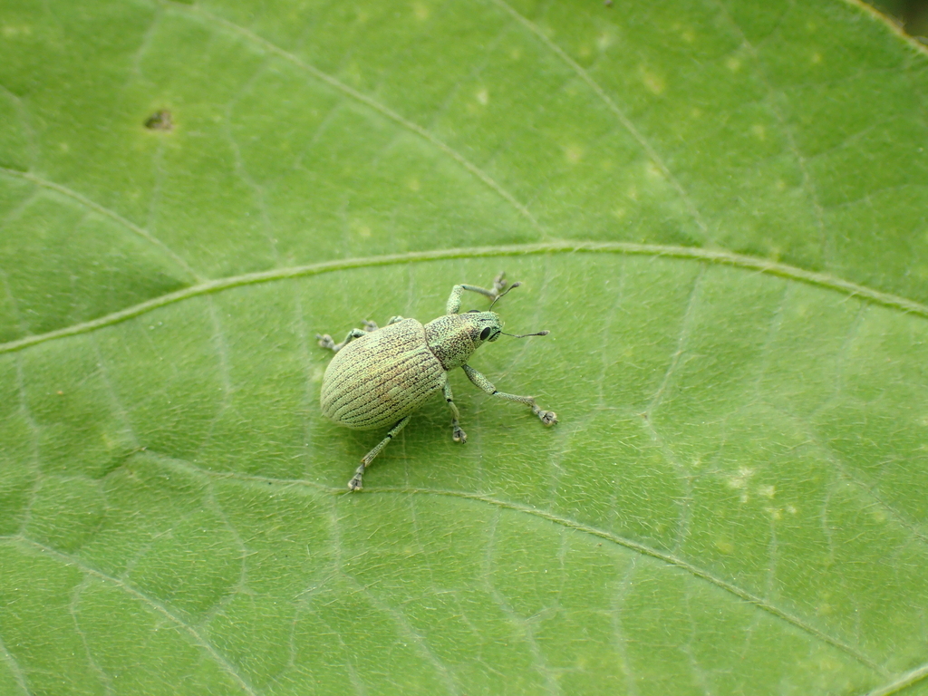 Eugnathus distinctus in May 2024 by renshuchu · iNaturalist