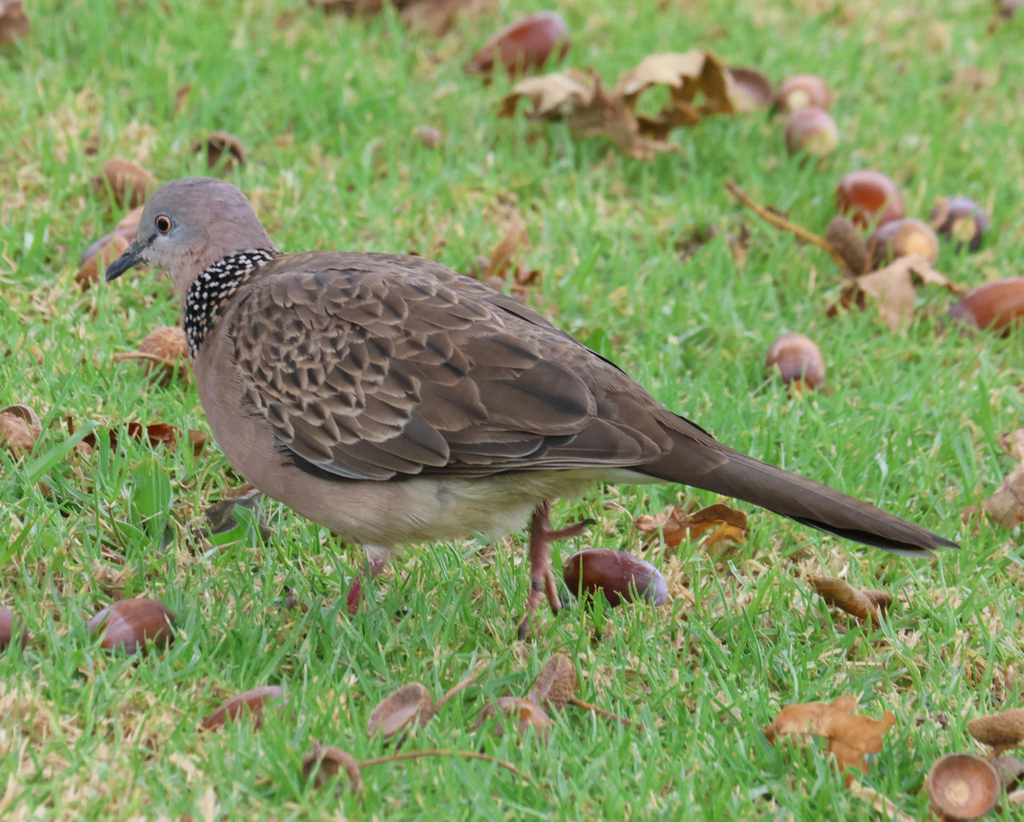 Spotted Dove from Waipaparoa / Howick Beach, Auckland 2014, New Zealand ...
