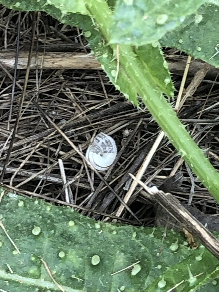 White Italian Snail from Torrey Pines State Natural Reserve, San Diego ...