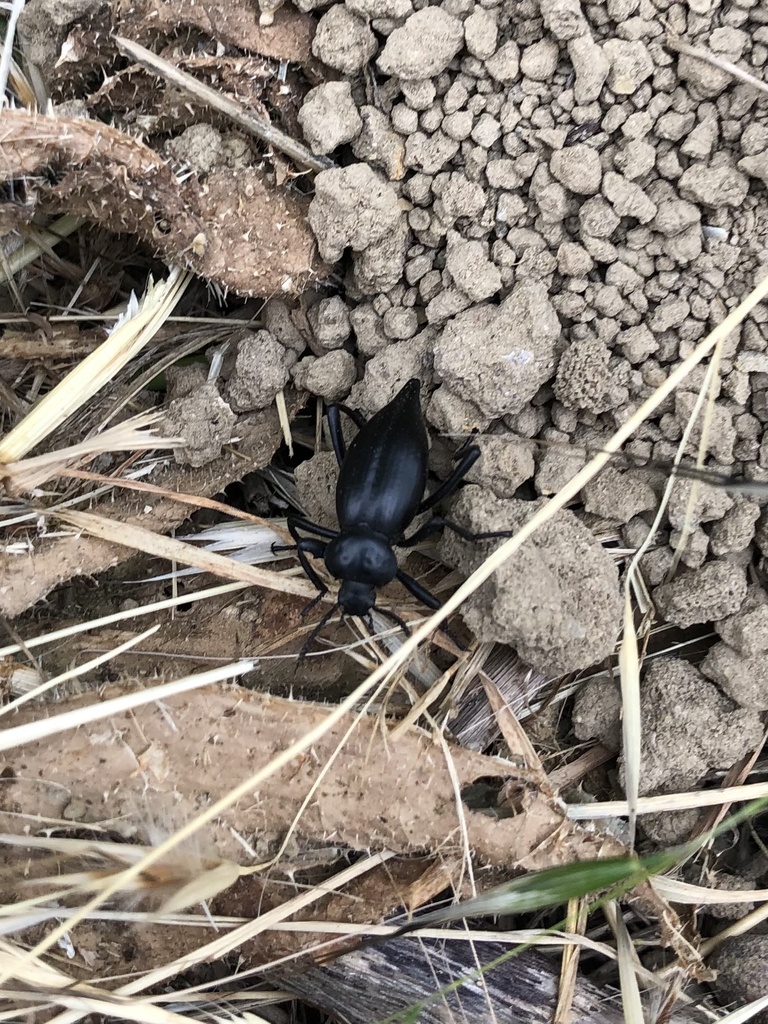 Eleodes acuticauda from Torrey Pines State Natural Reserve, San Diego ...
