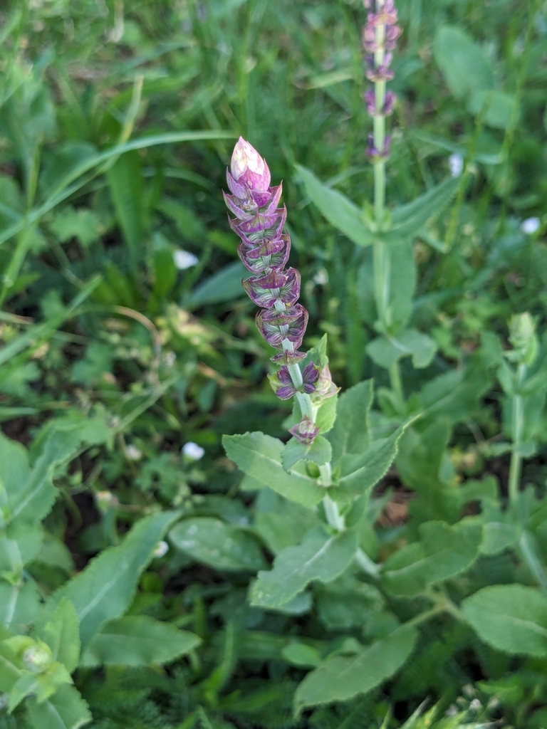 Purple Wood Sage from St. Marx, Wien, Österreich on May 19, 2024 at 07: ...