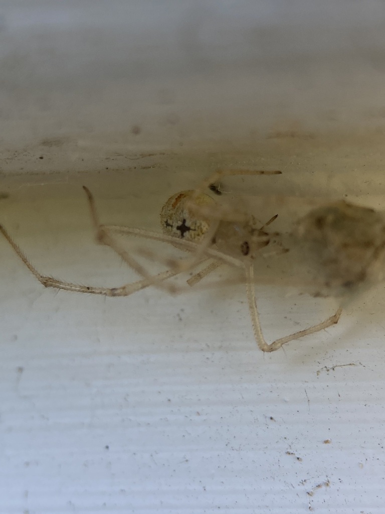 White porch spider from Mangawhai, New Zealand on March 30, 2024 at 03: ...