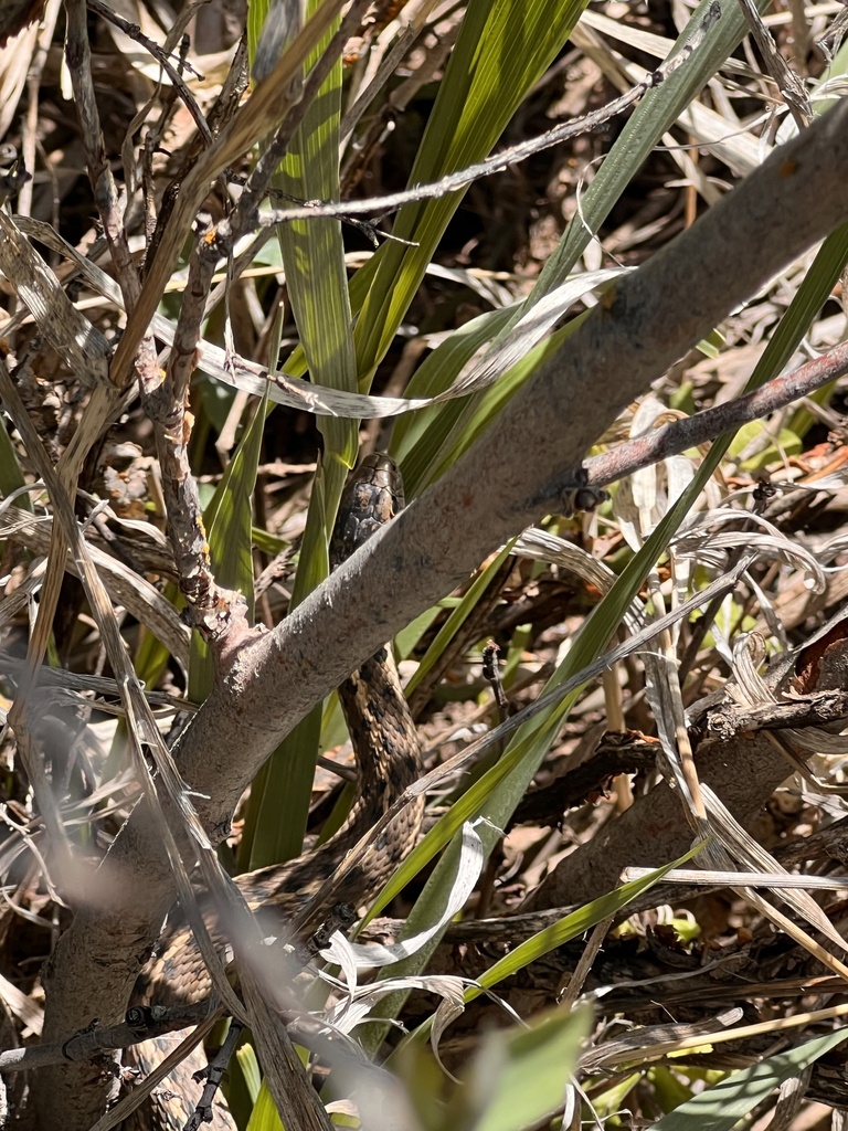 Western Terrestrial Garter Snake from Caribou-Targhee National Forest ...