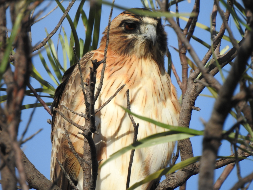 Little Eagle from Muttaburra QLD 4732, Australia on May 5, 2024 at 04: ...
