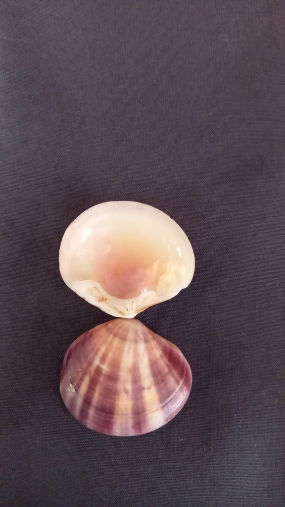 Sunetta vaginalis from Australia on May 14, 2024 at 08:00 AM by ...