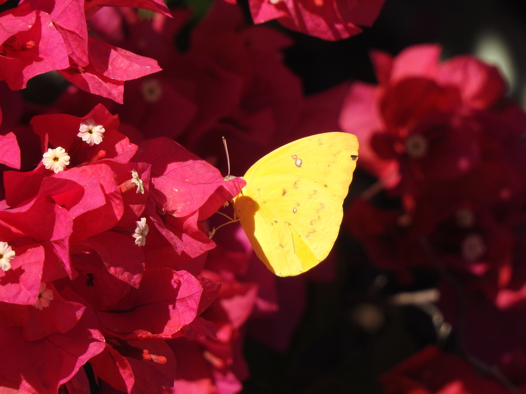Lemon Migrant from Muttaburra QLD 4732, Australia on May 6, 2024 at 11: ...