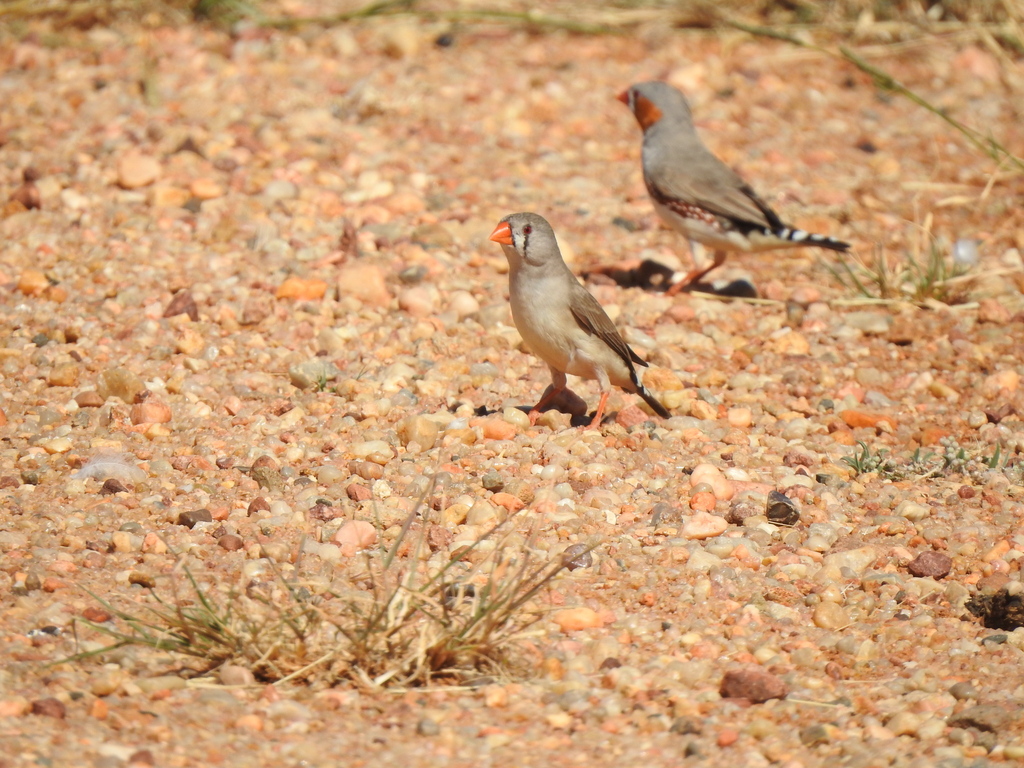 Zebra Finch from Muttaburra QLD 4732, Australia on May 6, 2024 at 11:24 ...