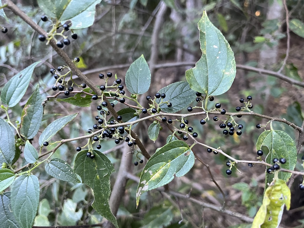 Nettle Tree from Southeast Busway, Greenslopes, QLD, AU on May 19, 2024 ...