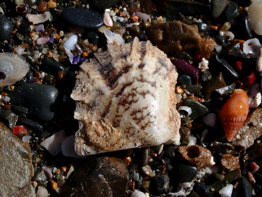 Pinctada from Woolgoolga NSW 2456, Australia on May 19, 2024 at 12:52 ...