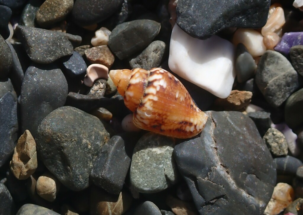 Dotted Dove Shell from Woolgoolga NSW 2456, Australia on May 19, 2024 ...