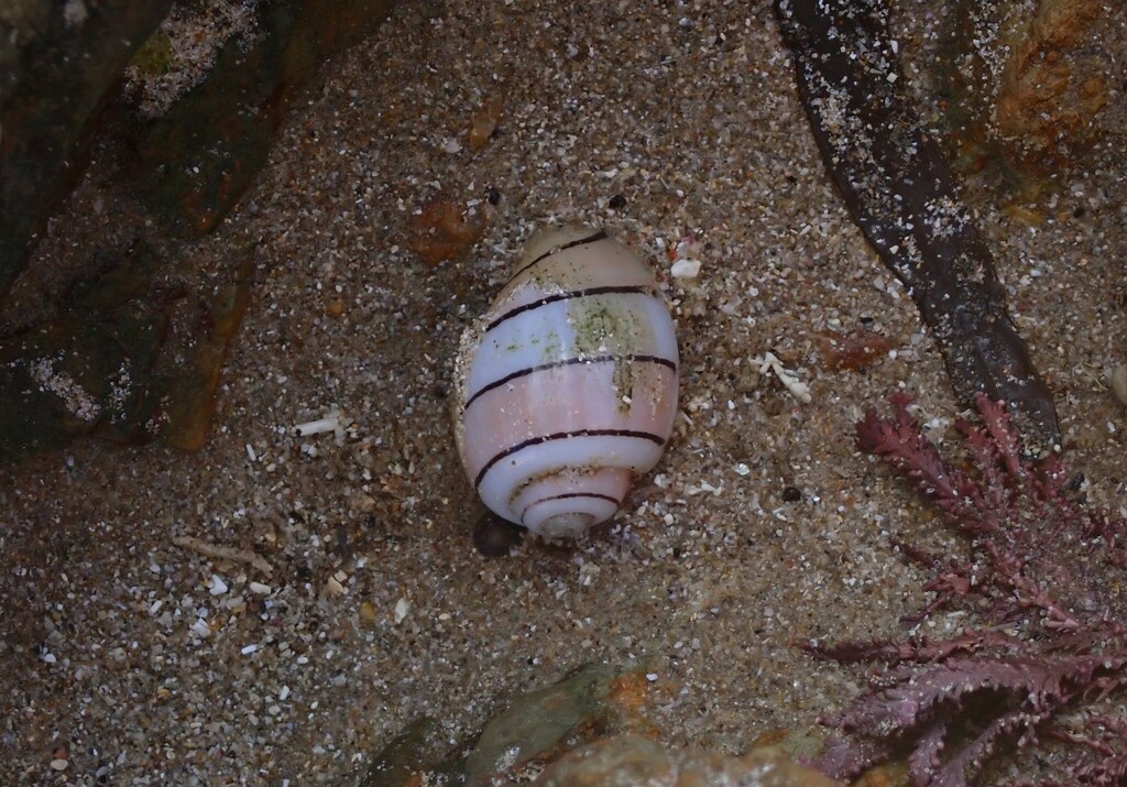 Pink Bubble Snail from Woolgoolga NSW 2456, Australia on May 19, 2024 ...