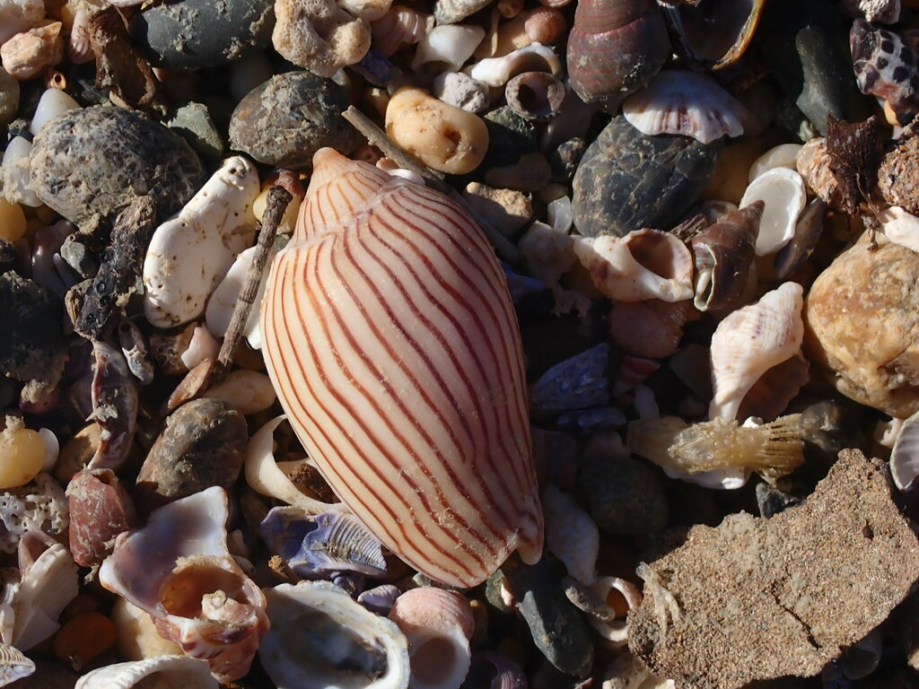 Zebra Volute from Woolgoolga NSW 2456, Australia on May 19, 2024 at 01: ...