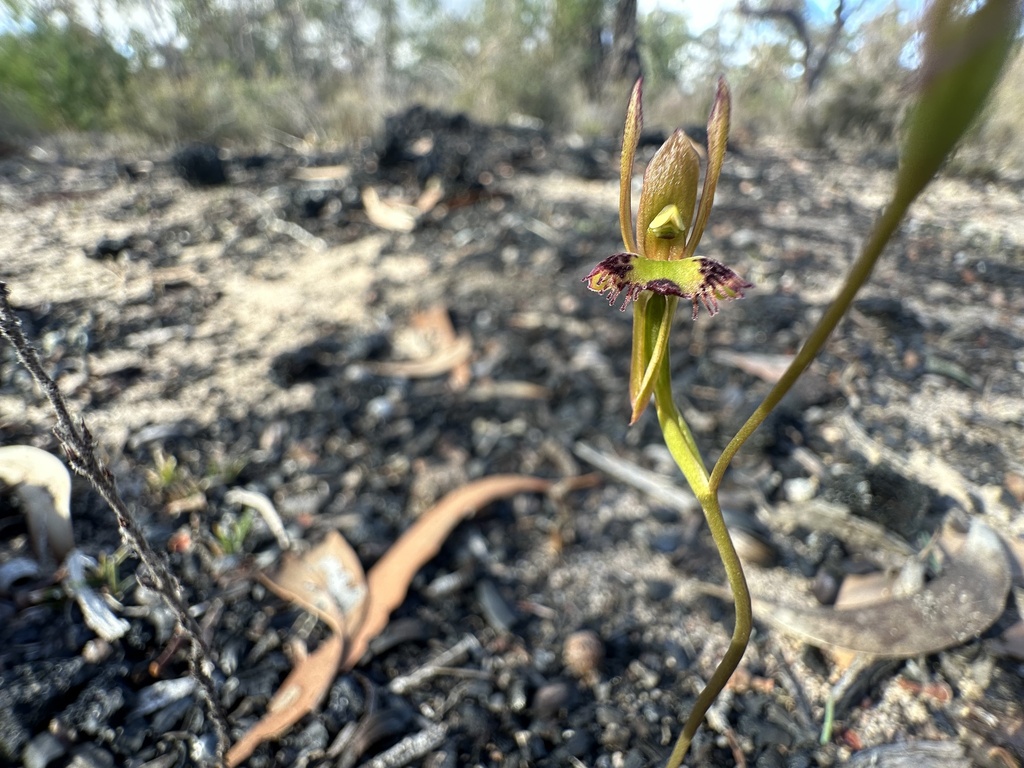 Hare Orchid from Grampians National Park, Laharum, VIC, AU on May 19 ...