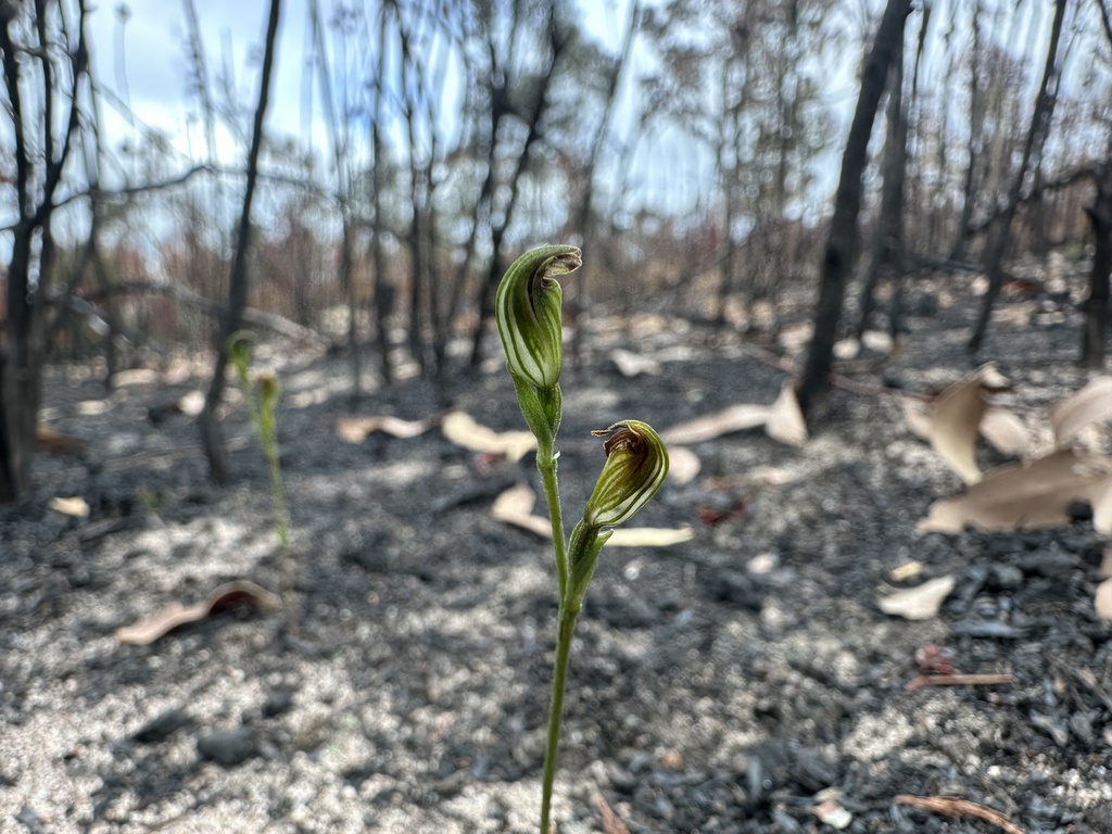 blushing tiny greenhood from Grampians National Park, Laharum, VIC, AU ...