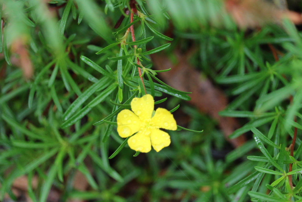 Showy Guinea Flower from K'gari QLD 4581, Australia on May 9, 2024 at 09:05 AM by warren cameron ...