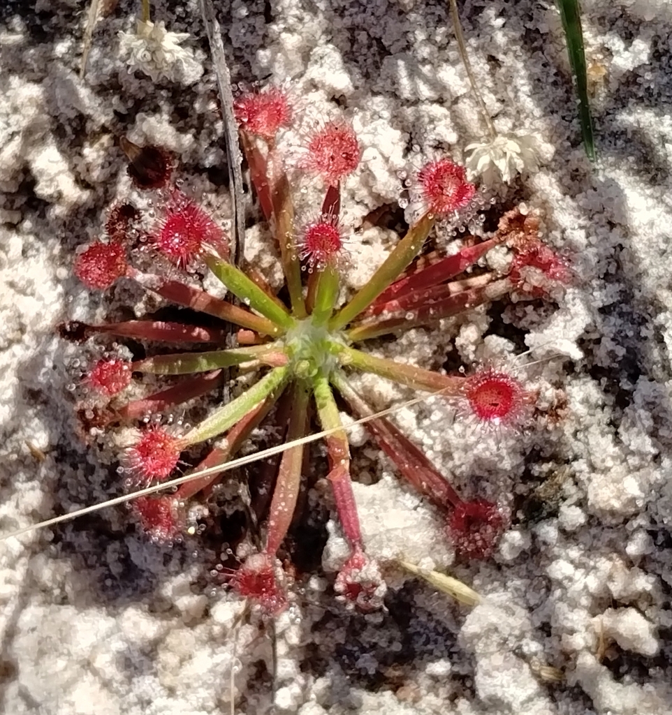 Drosera fulva from J4G3+73 Shoal Bay Coastal Reserve, Shoal Bay NT 0830 ...