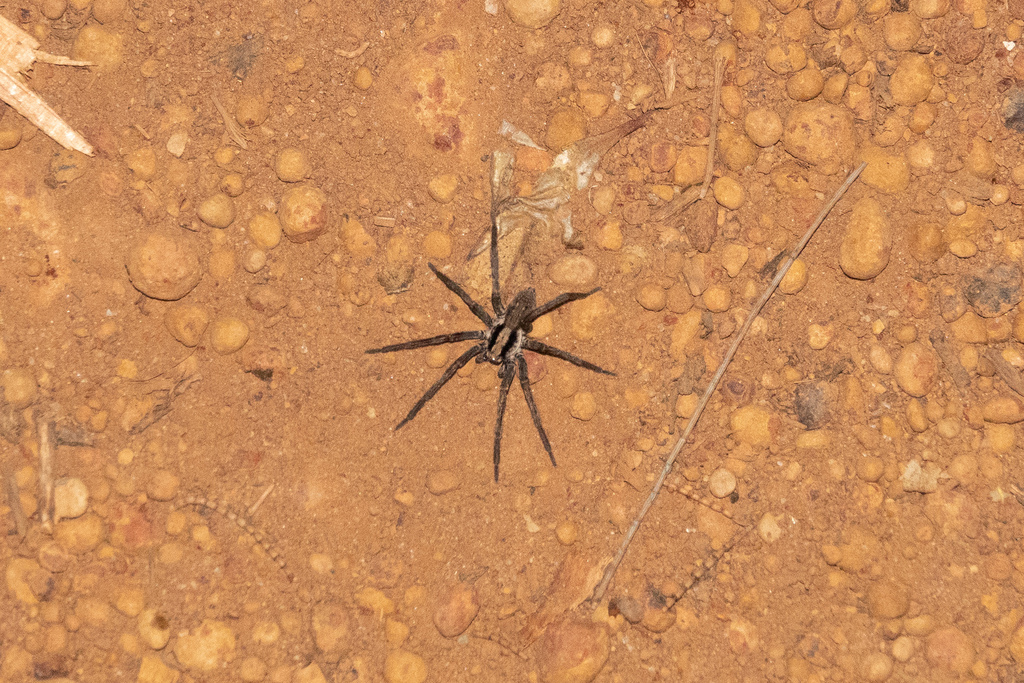 Prowling Spiders from Williams WA 6391, Australia on November 5, 2023 ...
