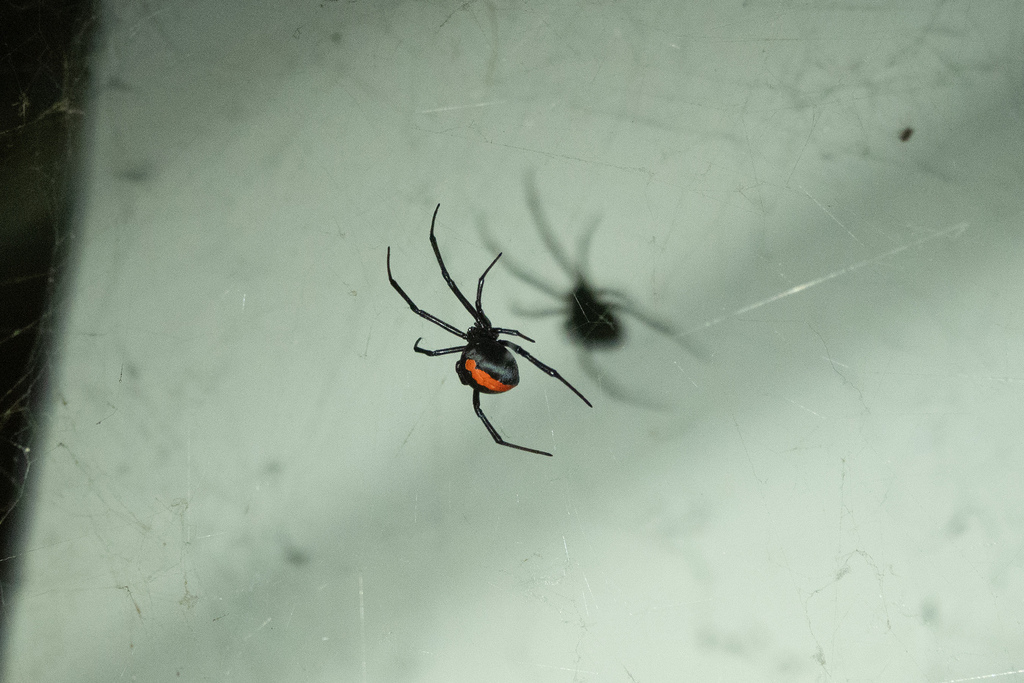 Redback Spider from Williams WA 6391, Australia on November 5, 2023 at ...