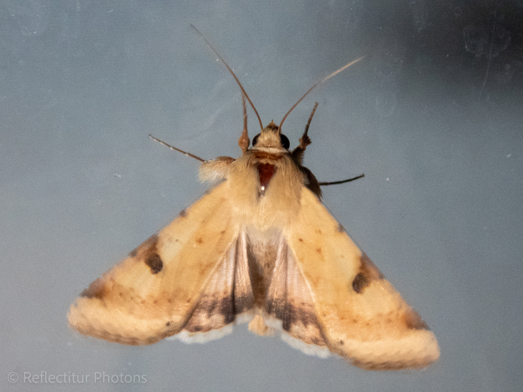 The Bordered Straw from Nicosia, Cyprus on April 28, 2024 at 10:49 PM ...