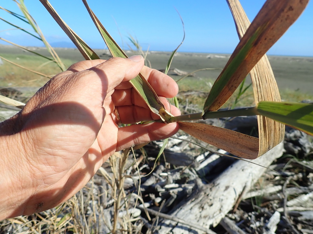 Tall Reed from Waitohu Stream, Ōtaki Beach, New Zealand on May 17, 2024 ...