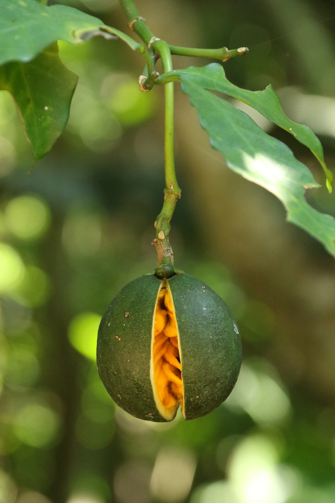 forest toad-tree from iLembe District Municipality, South Africa on May ...