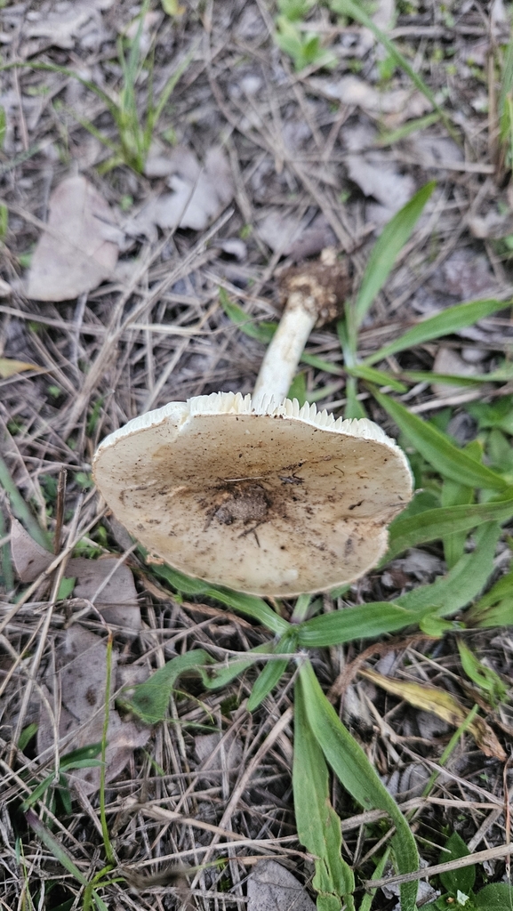 Marbled Death Cap from Laguna NSW 2325, Australia on May 19, 2024 at 05 ...