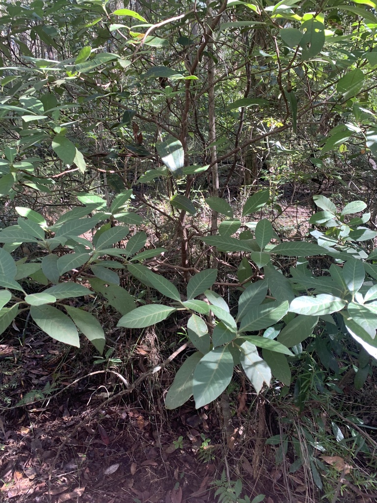 Hairy Psychotria from Olney State Forest, Martinsville, NSW, AU on May ...