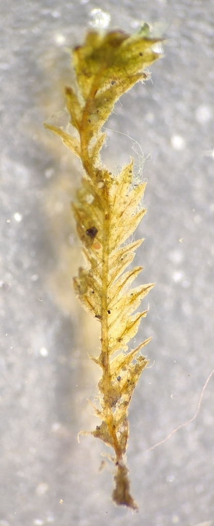 Fissidens leptocladus from Blind Creek, just upstream of Perra St ...