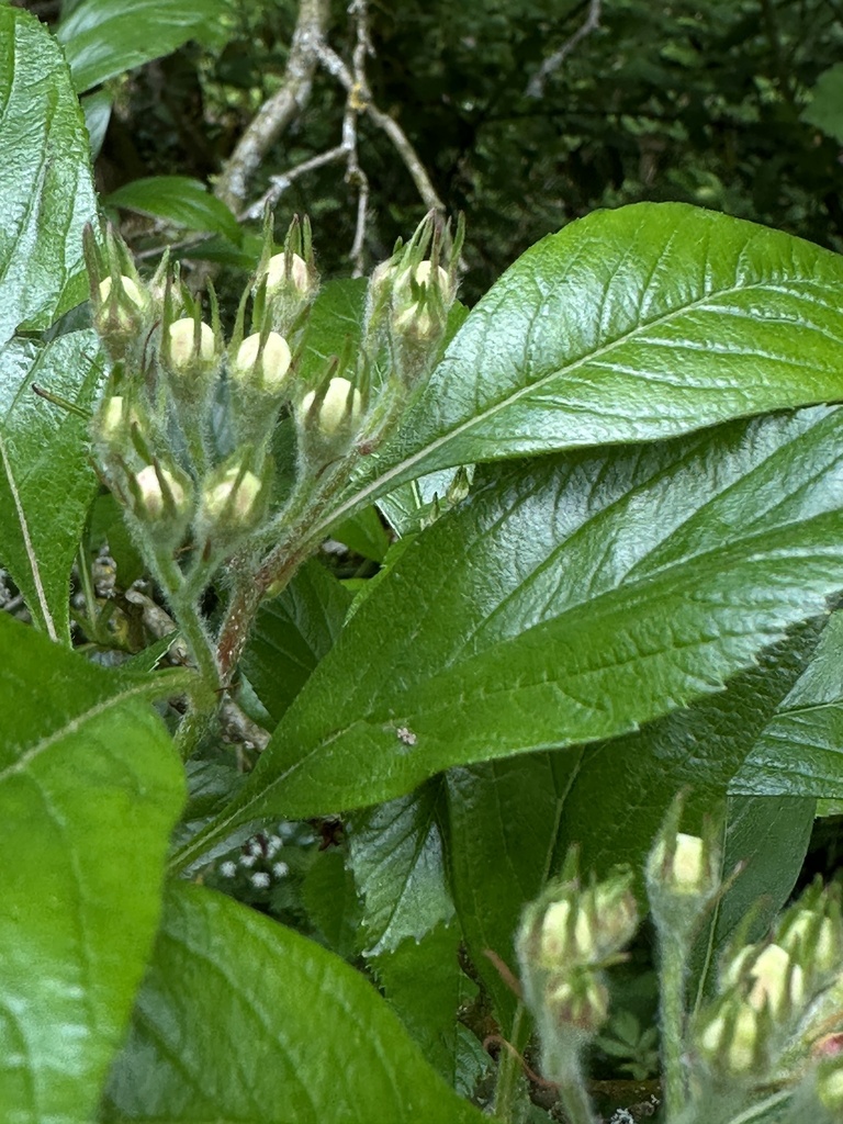 Maleae from Tawd Valley Park, Skelmersdale, England, GB on May 18, 2024 ...