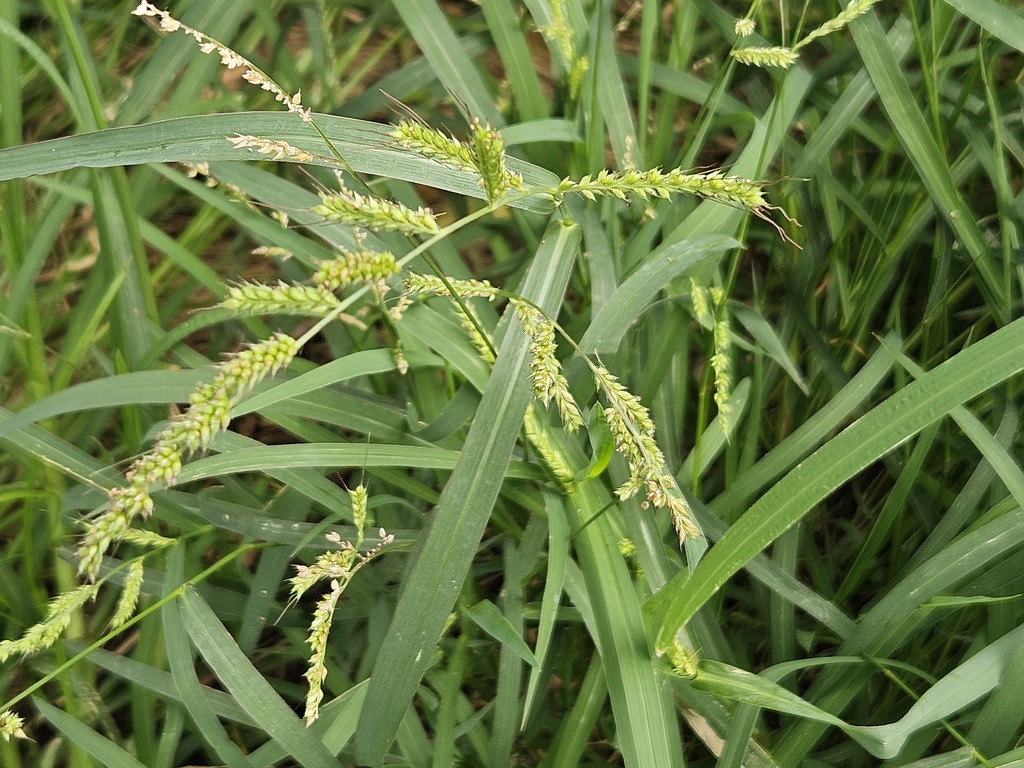 barnyardgrass from 台灣臺北 on May 19, 2024 at 11:59 AM by 胡正恆(Jackson Hu ...