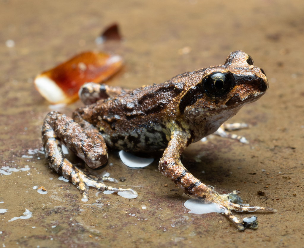 Chinting lazy toad in May 2024 by haitongyu. 2800m ASL · iNaturalist