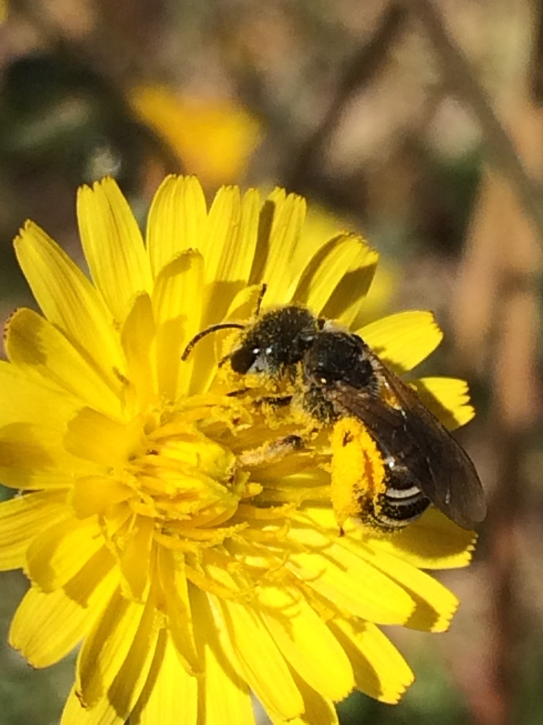 Ligated Furrow Bee from Three Creeks Trail, San Jose, CA on May 27 ...