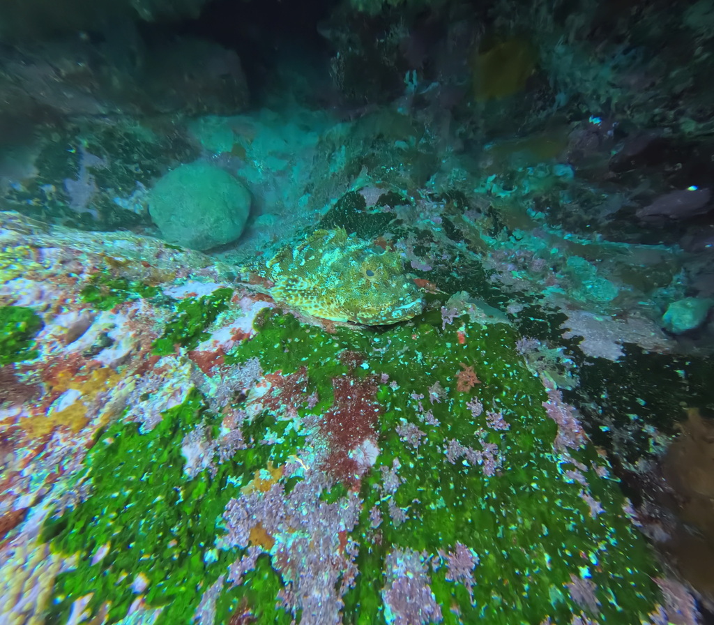 Cook's Scorpionfish from Northland, New Zealand on April 28, 2024 at 12 ...