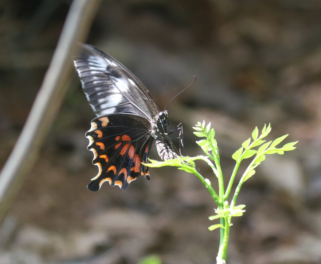 Common Mormon Swallowtail from Marungoor on May 13, 2024 at 09:50 AM by ...