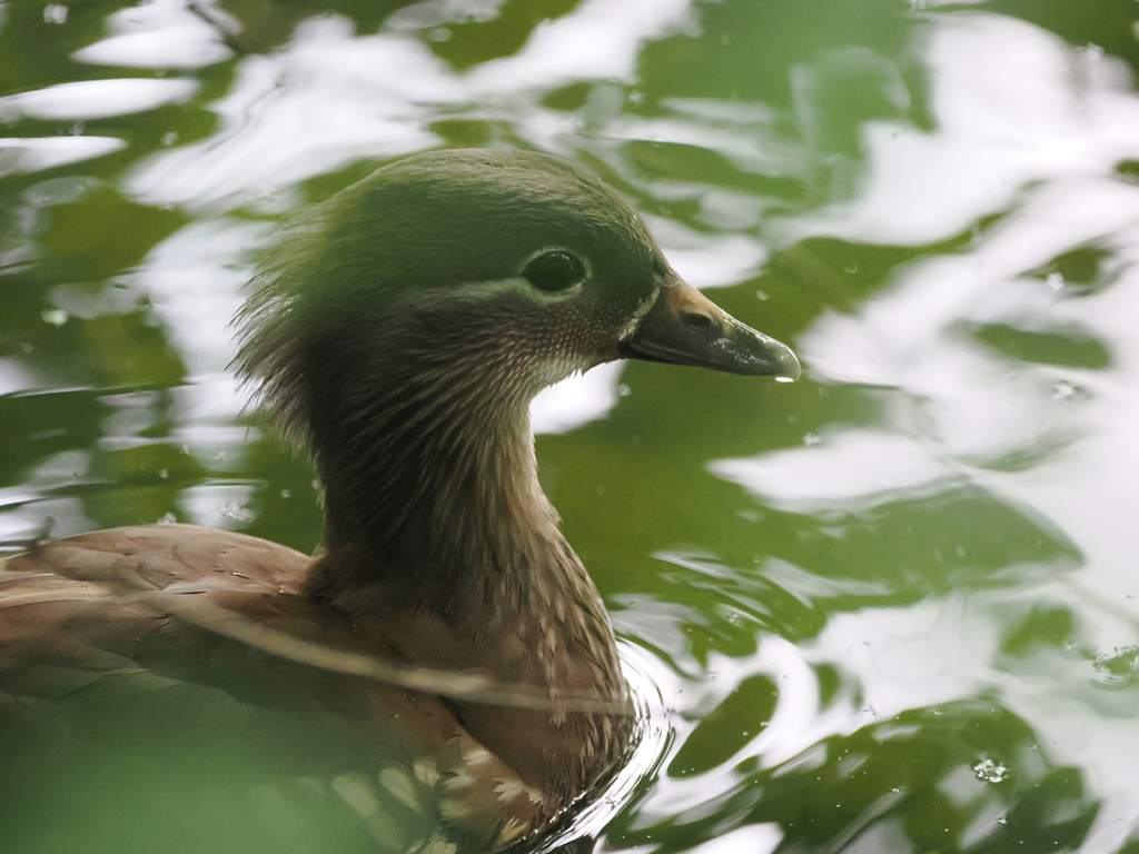 Mandarin Duck from Vlaams Brabant, Vlaanderen, Belgium on May 18, 2024 ...