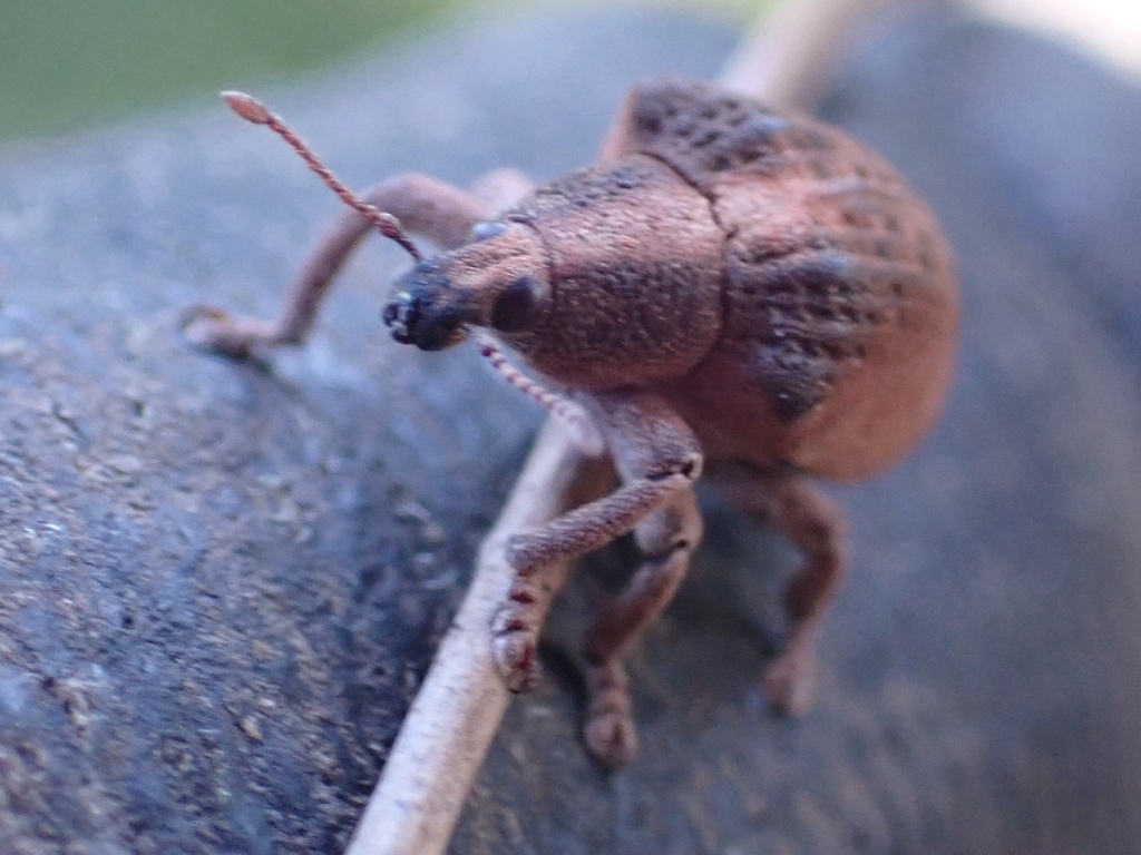 Eucalyptus Weevils from Endeavour Hills VIC 3802, Australia on May 6 ...