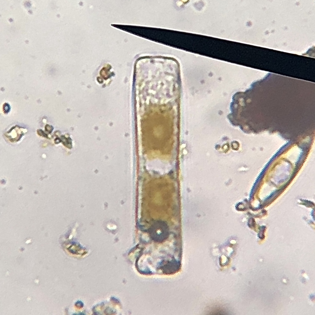 Diatoms from Port Macquarie NSW 2444, Australia on May 16, 2024 at 11: ...