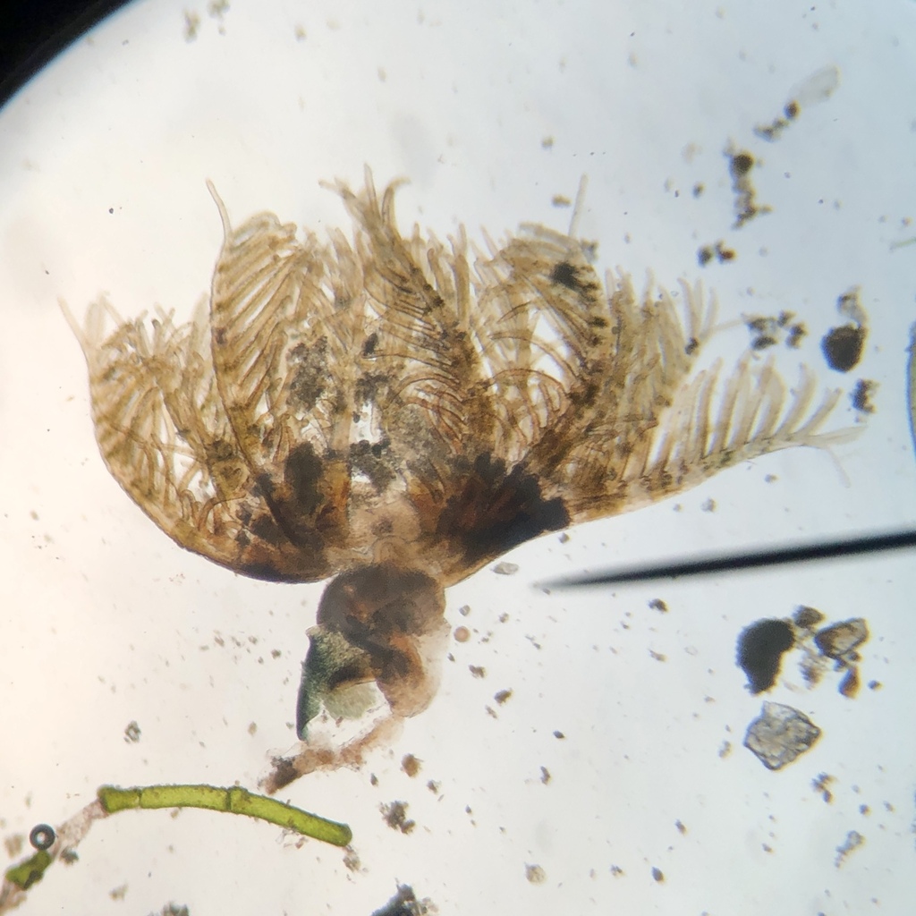 Animals from Port Macquarie NSW 2444, Australia on May 17, 2024 at 09: ...