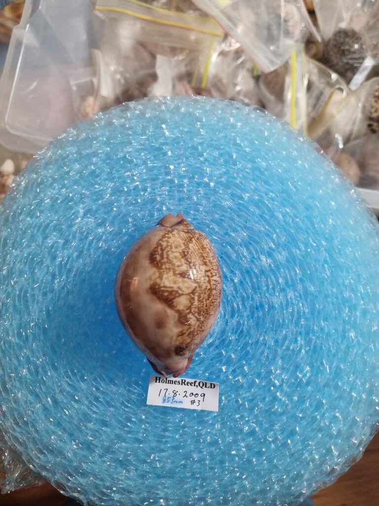 Map Cowrie from holmes reef on August 17, 2009 by Yao Zheng. Hyper ...