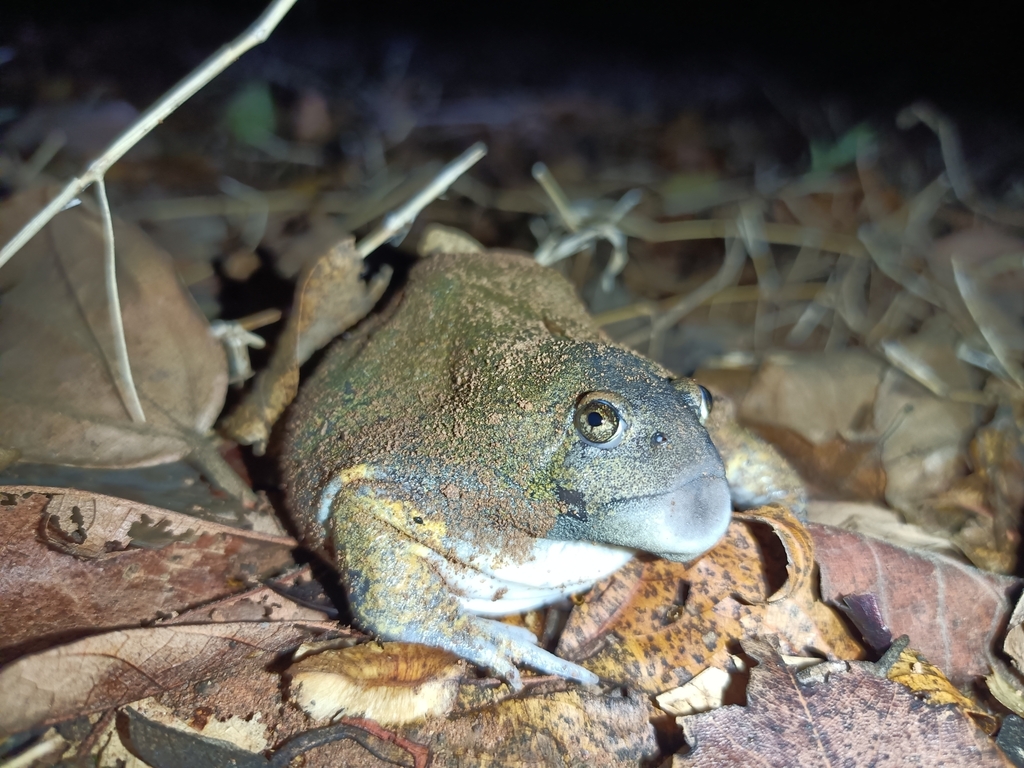 Blunt-headed Burrowing Frog in May 2024 by Saranphat Suwanrat · iNaturalist