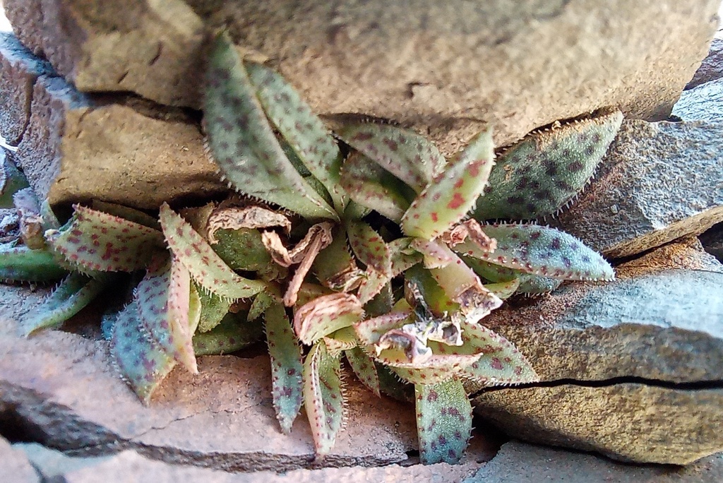 Crassula exilis from Pixley ka Seme District Municipality, South Africa ...