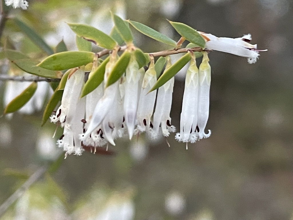 Styphelia nitens in May 2024 by James P Trevelyan. Note alternate ...